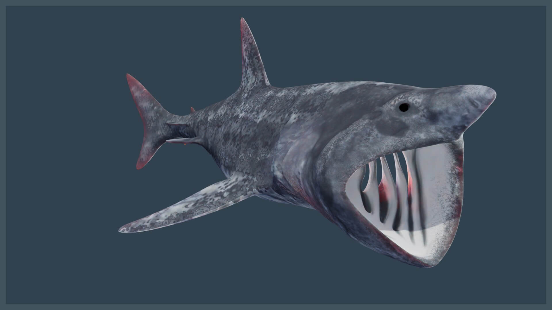 Animated Basking Shark - 3D Model by Pig Scales Studio