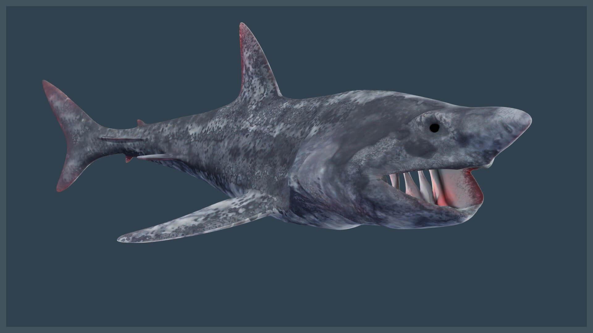 Animated Basking Shark - 3D Model by Pig Scales Studio