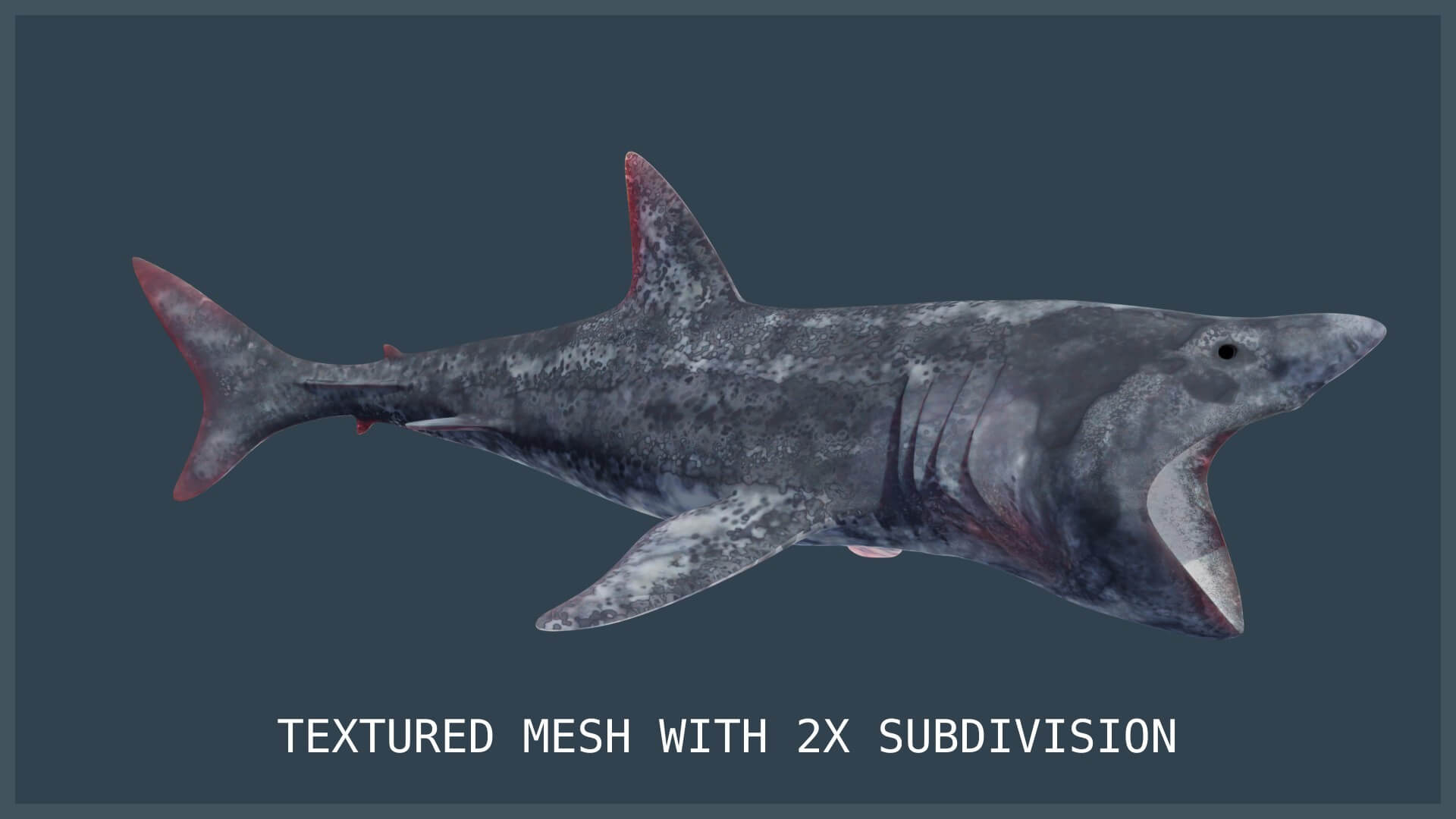 Animated Basking Shark - 3D Model by Pig Scales Studio