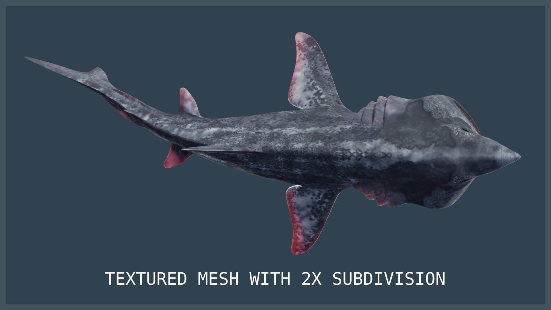 Animated Basking Shark - 3D Model by Pig Scales Studio