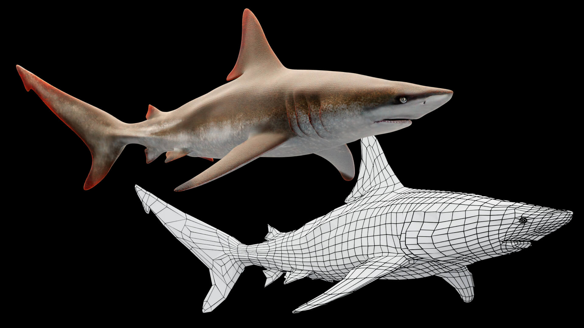 Animated Blacktip Shark - 3D Model by Pig Scales Studio