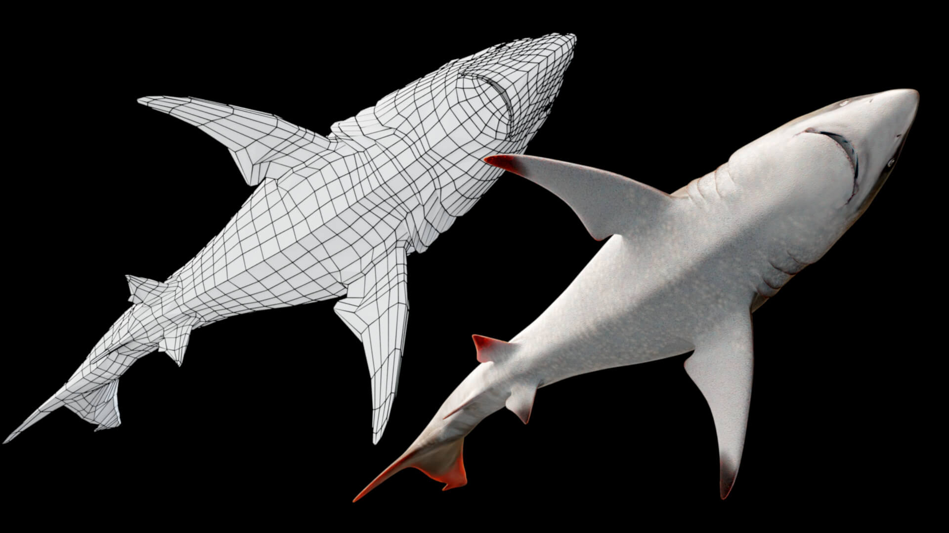 Animated Blacktip Shark - 3D Model by Pig Scales Studio