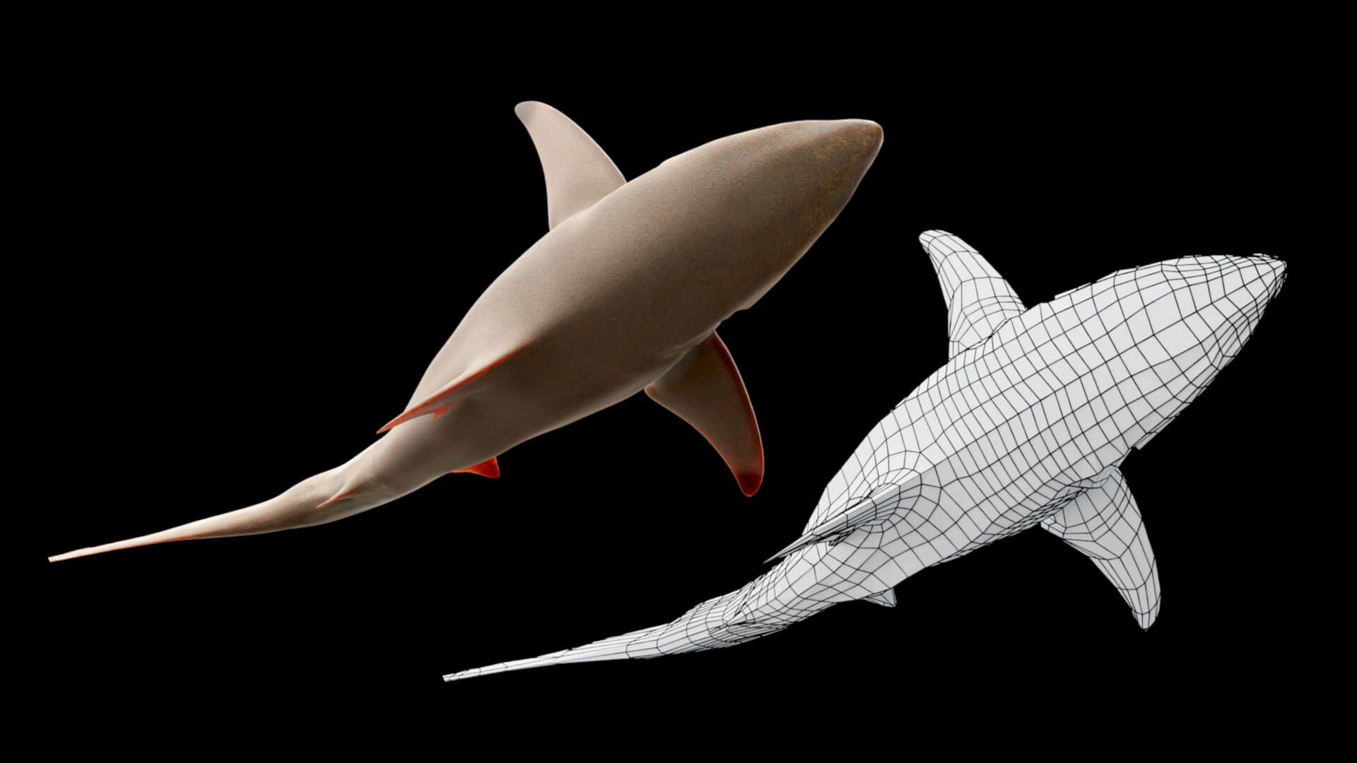 Animated Blacktip Shark - 3D Model by Pig Scales Studio