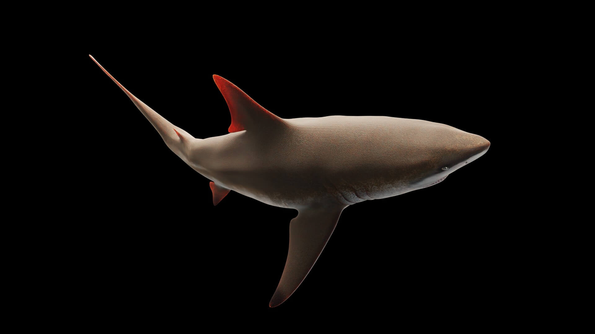 Animated Blacktip Shark - 3D Model by Pig Scales Studio