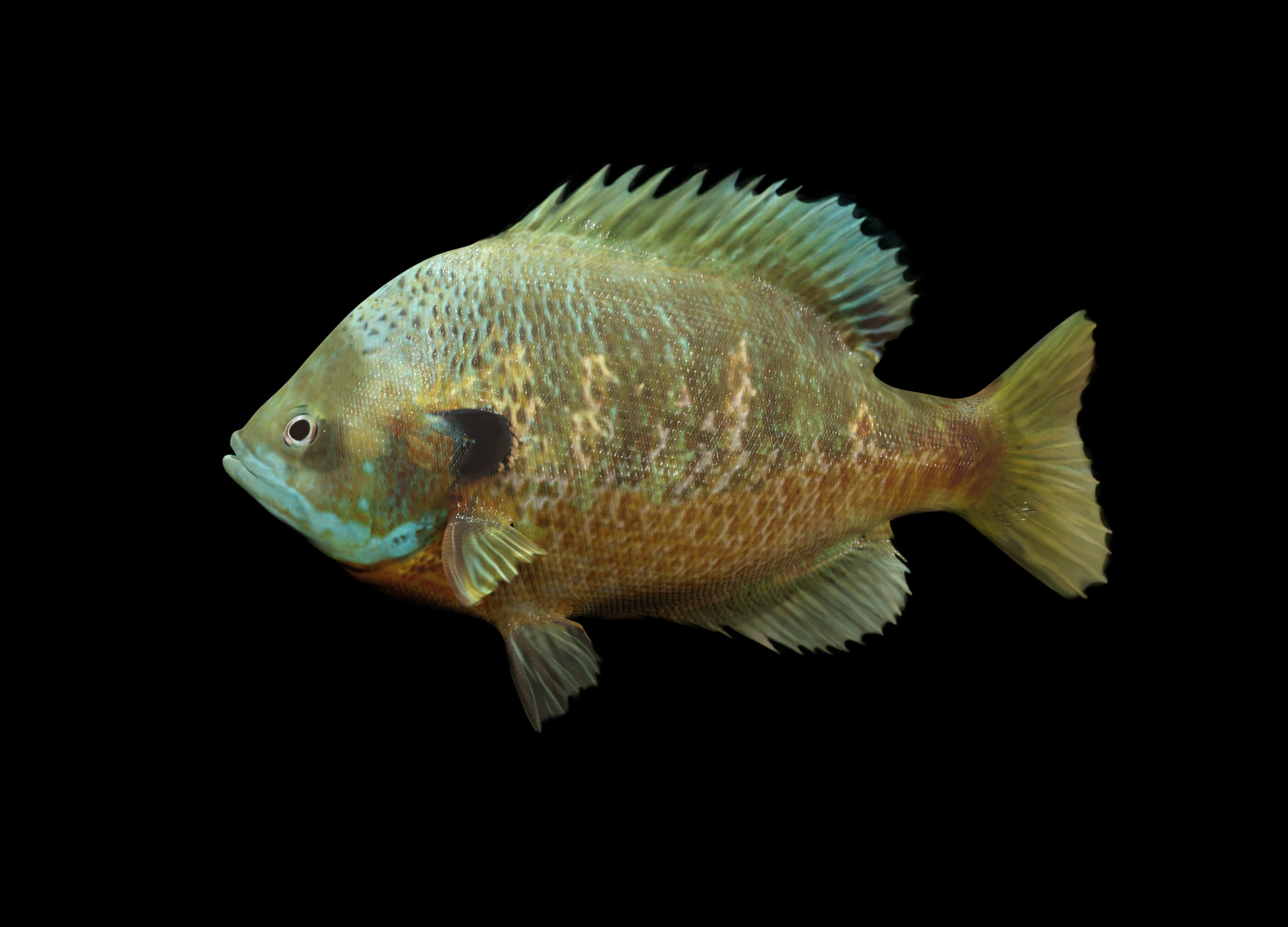 Animated Bluegill Fish - 3D Model by Pig Scales Studio