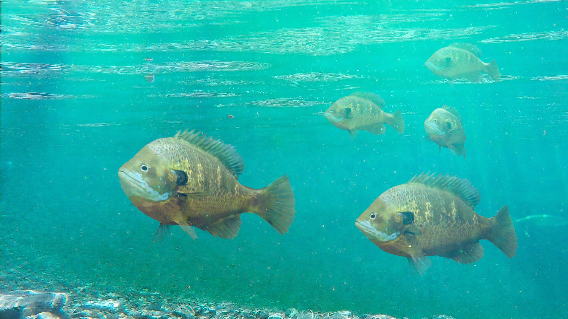 Animated Bluegill Fish - 3D Model by Pig Scales Studio