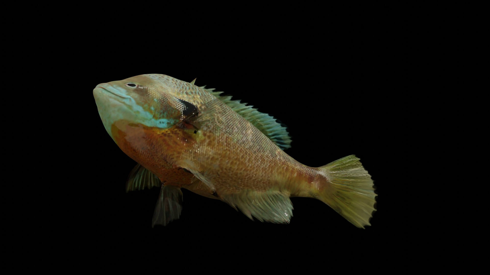 Animated Bluegill Fish - 3D Model by Pig Scales Studio