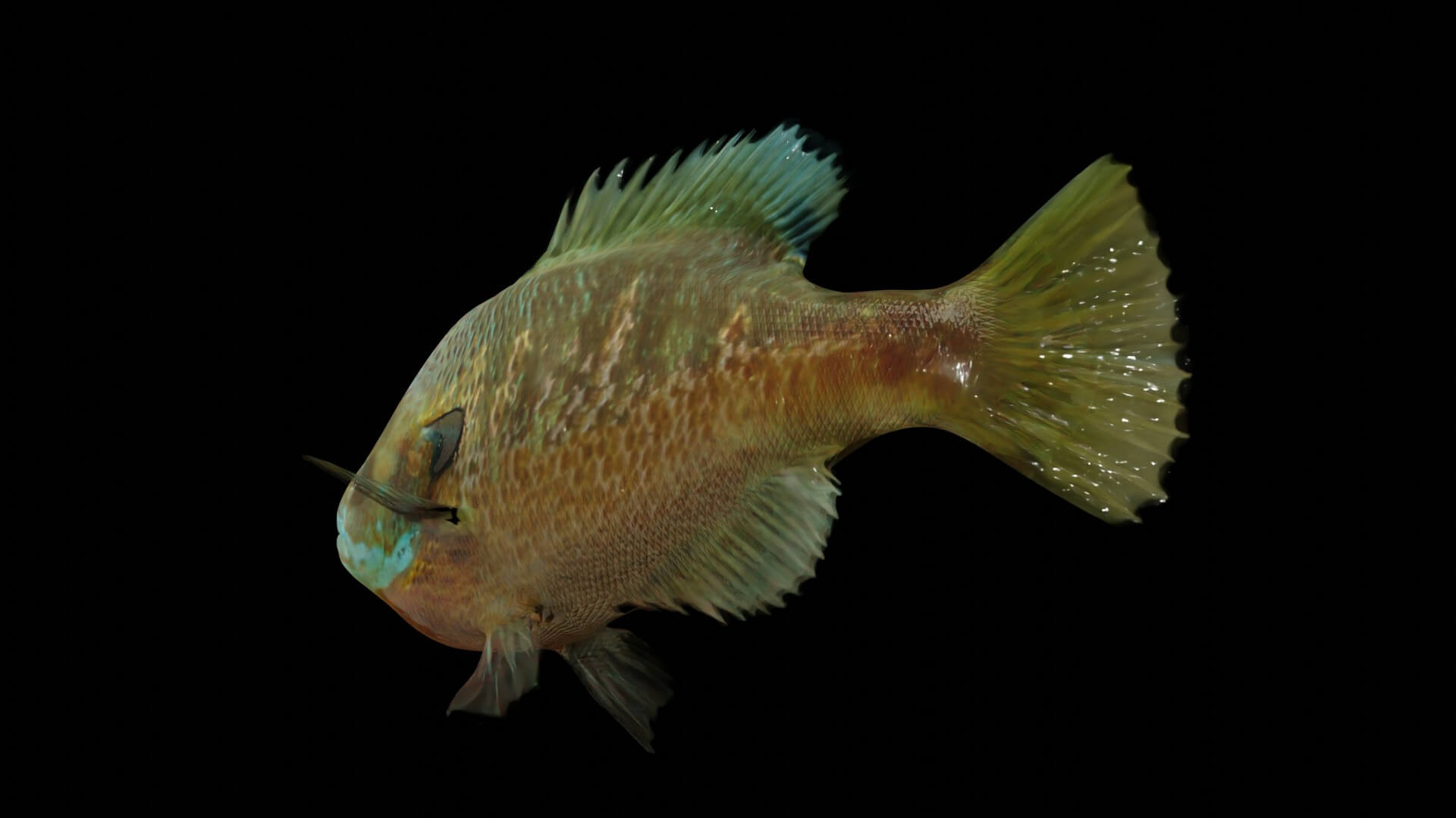 Animated Bluegill Fish - 3D Model by Pig Scales Studio