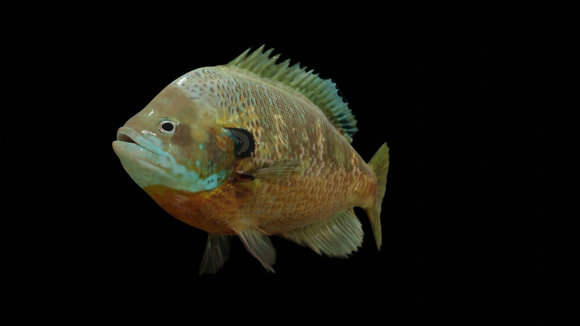 Animated Bluegill Fish - 3D Model by Pig Scales Studio