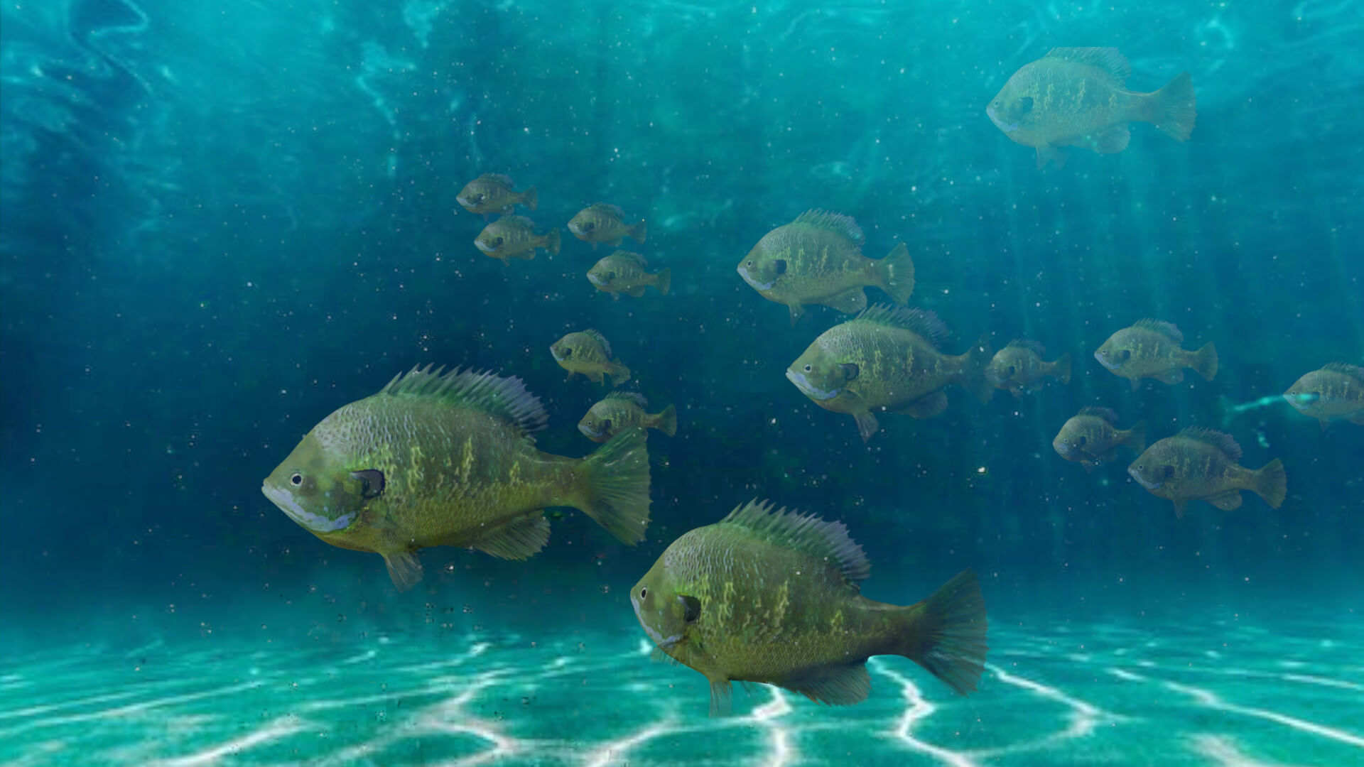 Animated Bluegill Fish - 3D Model by Pig Scales Studio