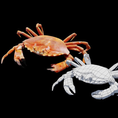 Animated Crab - 3D Model by Pig Scales Studio