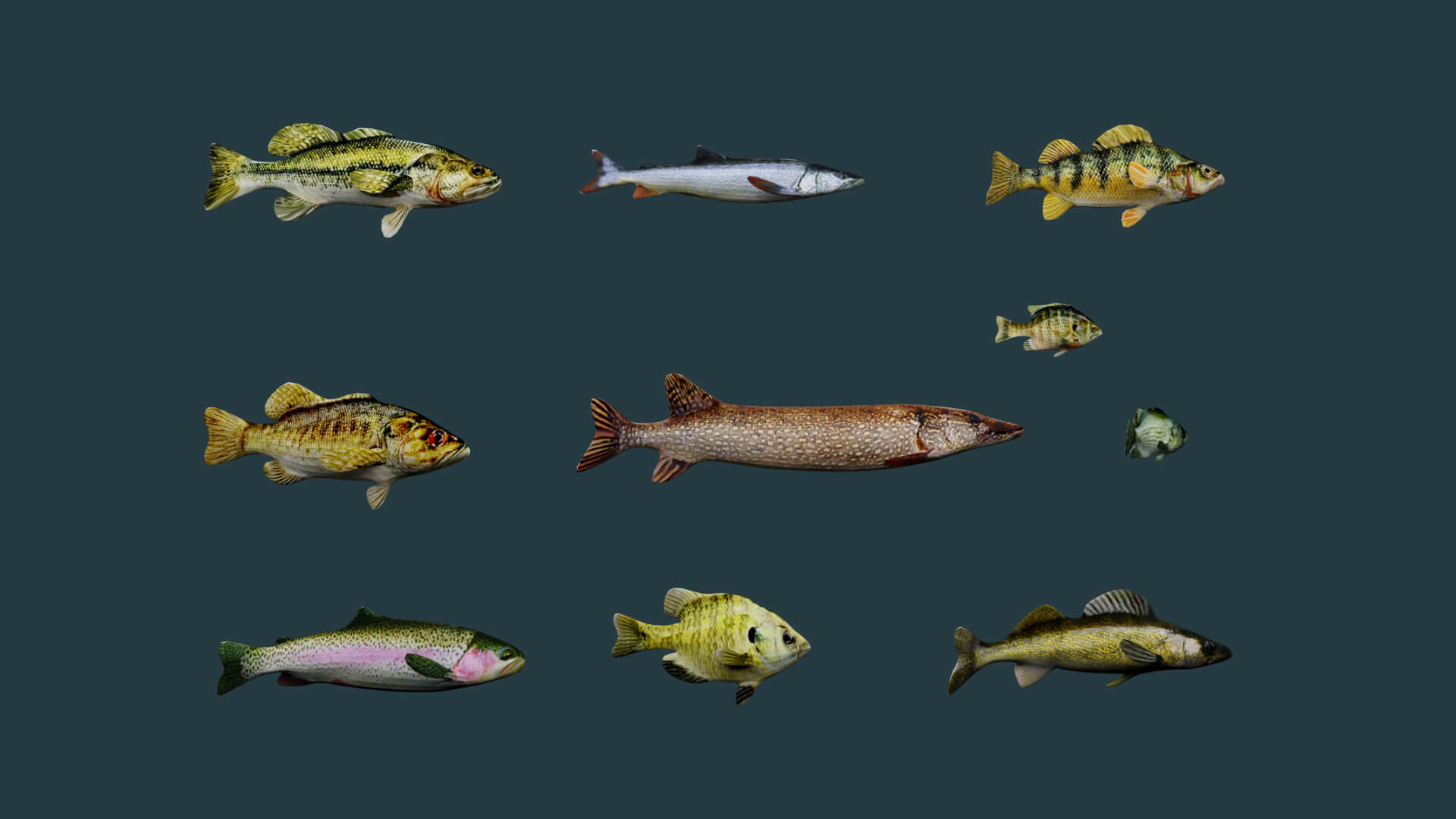 Animated Freshwater Fish - 3D Model by Pig Scales Studio