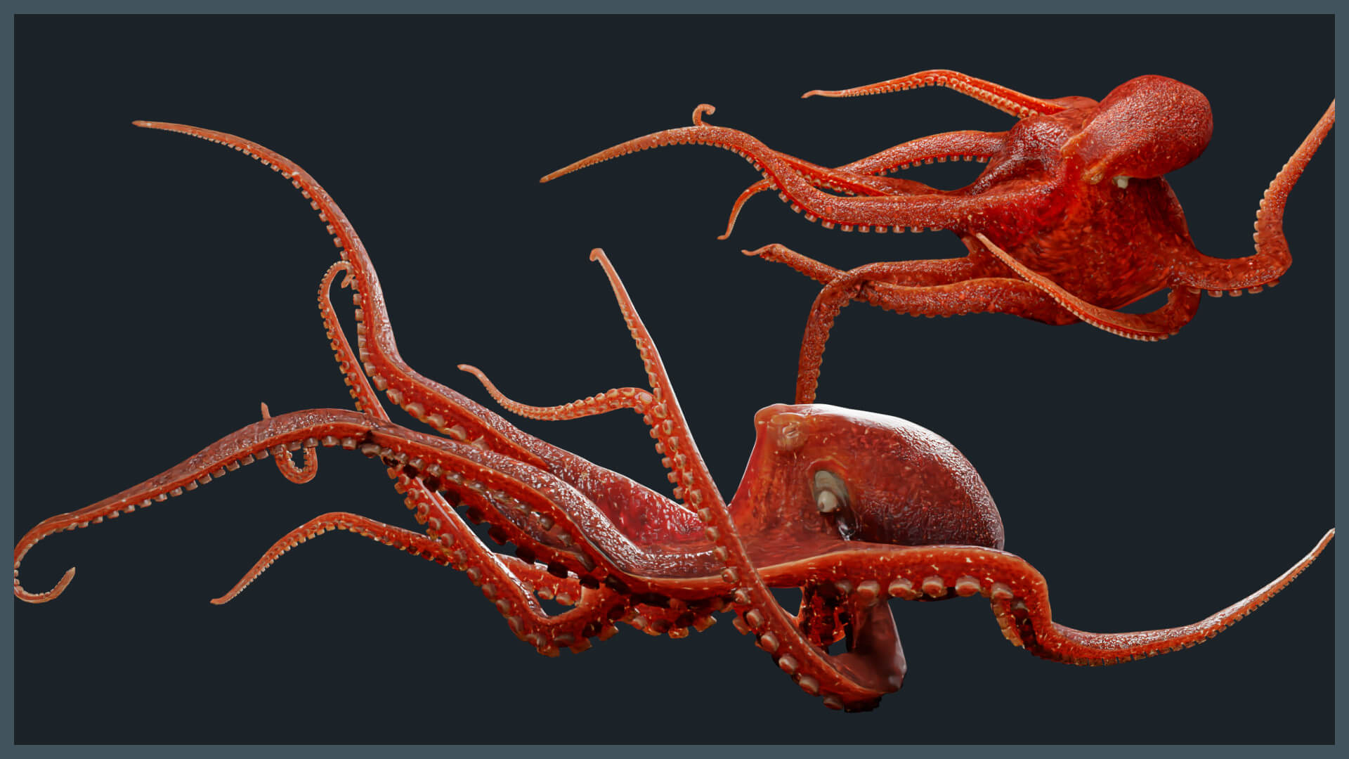 Animated Giant Octopus - 3D Model by Pig Scales Studio