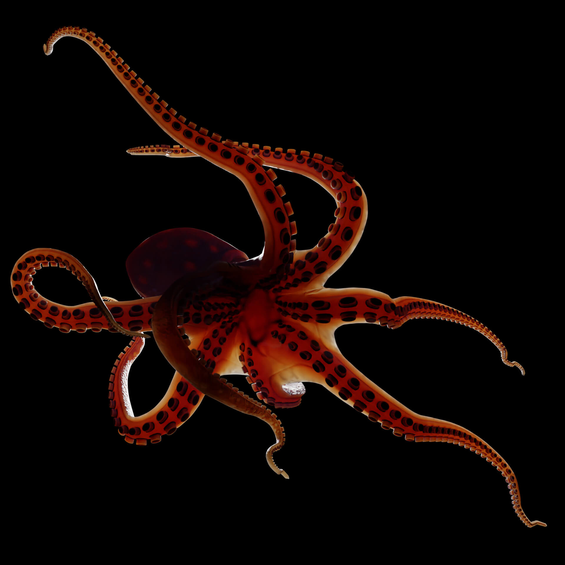 Animated Giant Octopus - 3D Model by Pig Scales Studio
