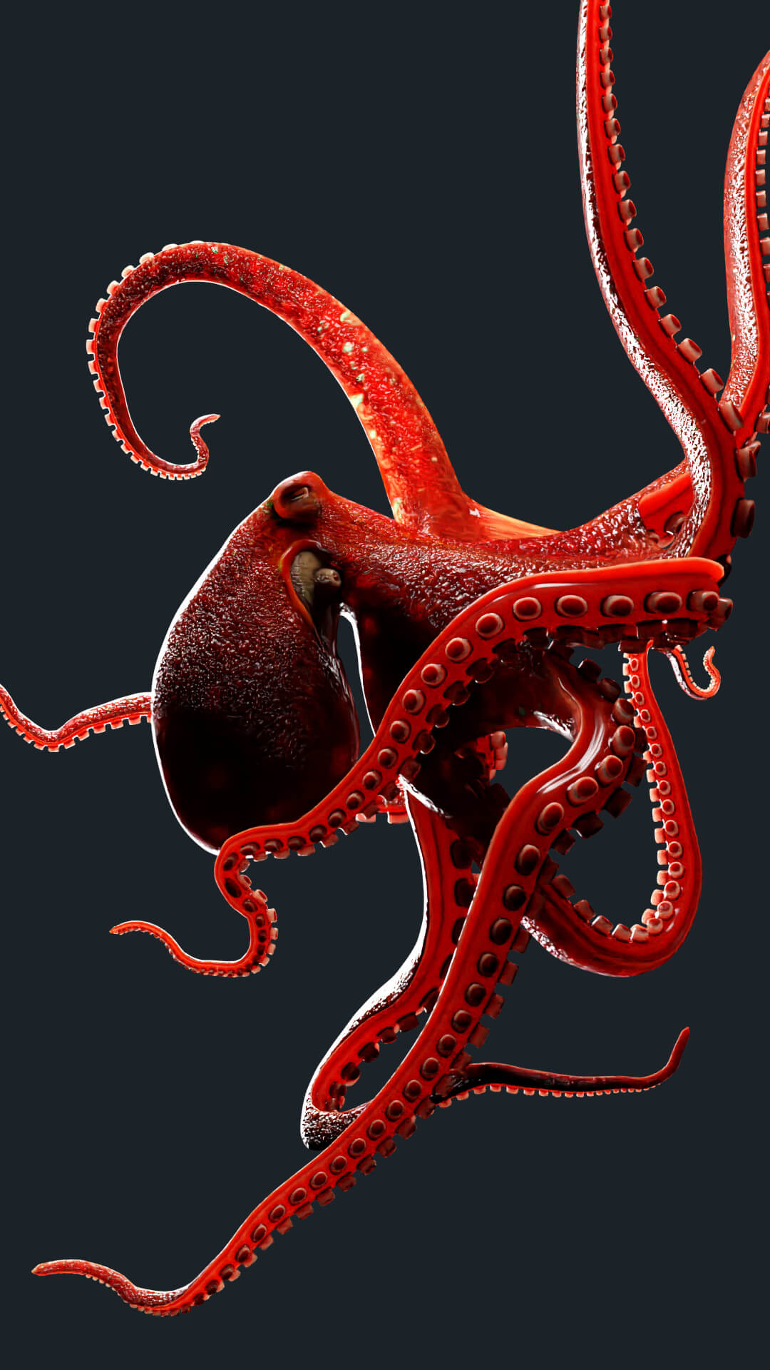 Animated Giant Octopus - 3D Model by Pig Scales Studio