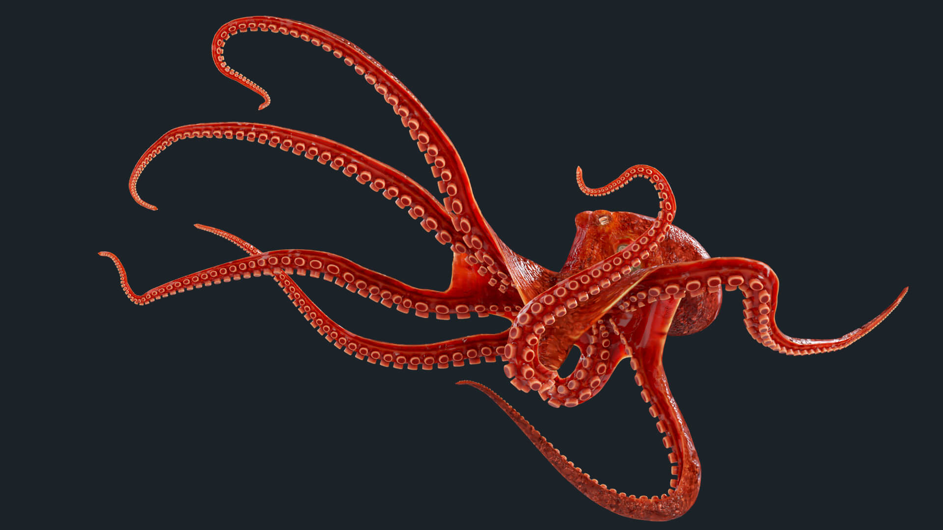 Animated Giant Octopus - 3D Model by Pig Scales Studio