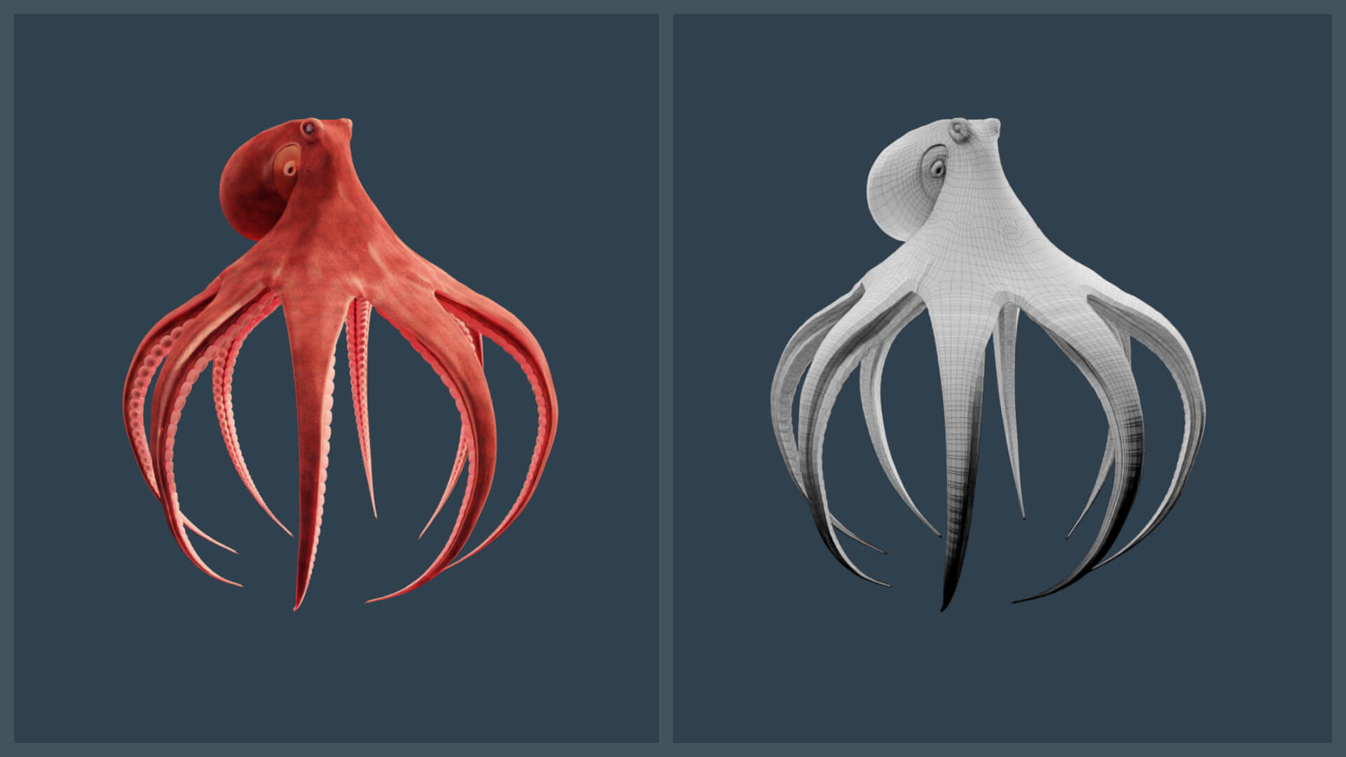 Animated Giant Octopus - 3D Model by Pig Scales Studio