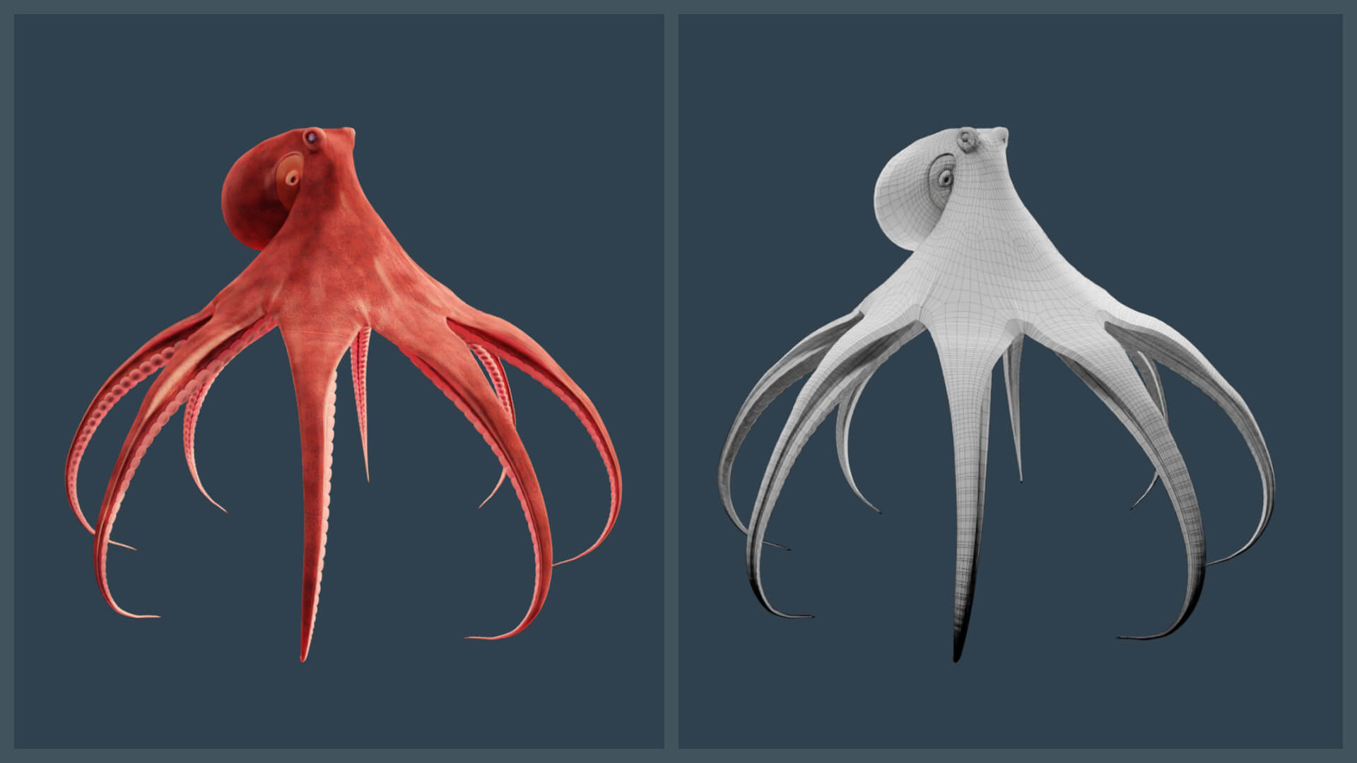 Animated Giant Octopus - 3D Model by Pig Scales Studio