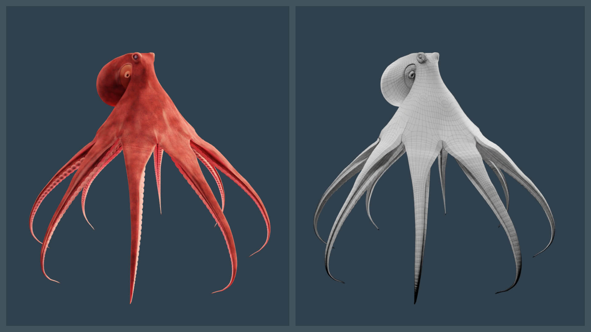 Animated Giant Octopus - 3D Model by Pig Scales Studio