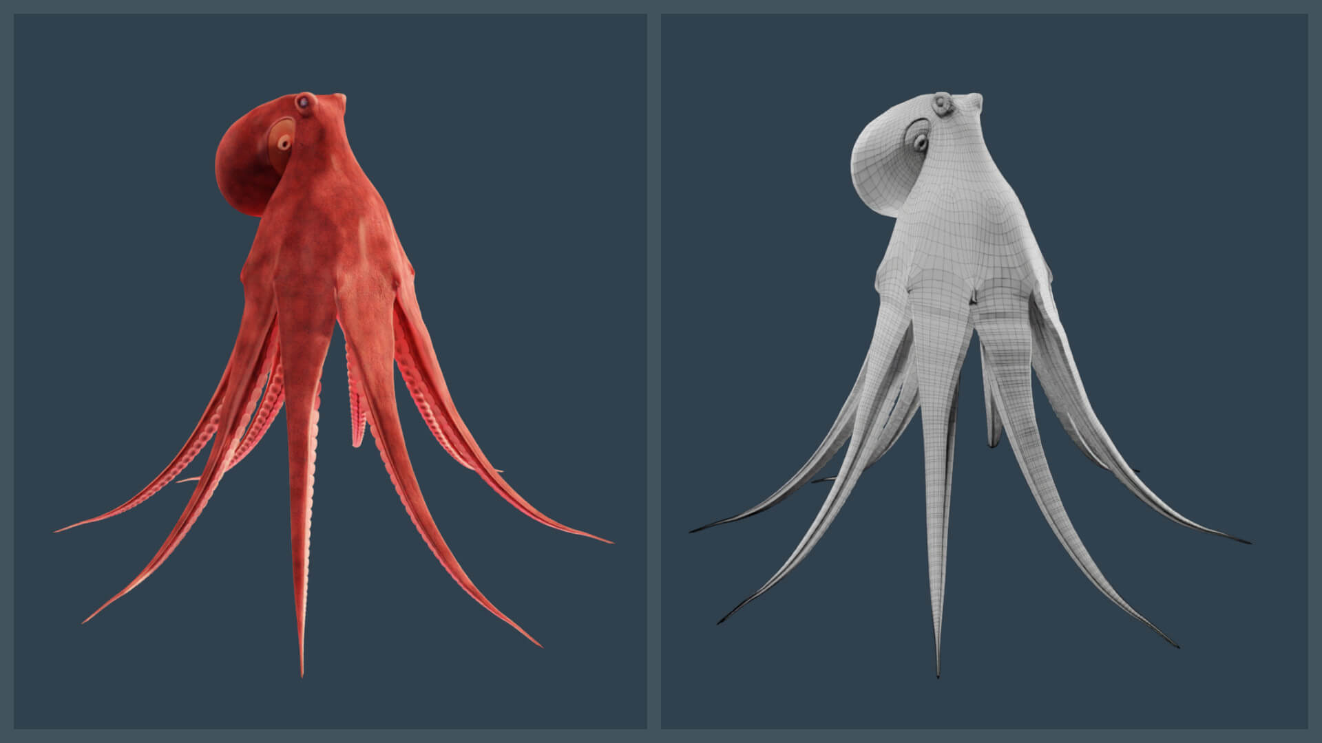 Animated Giant Octopus - 3D Model by Pig Scales Studio