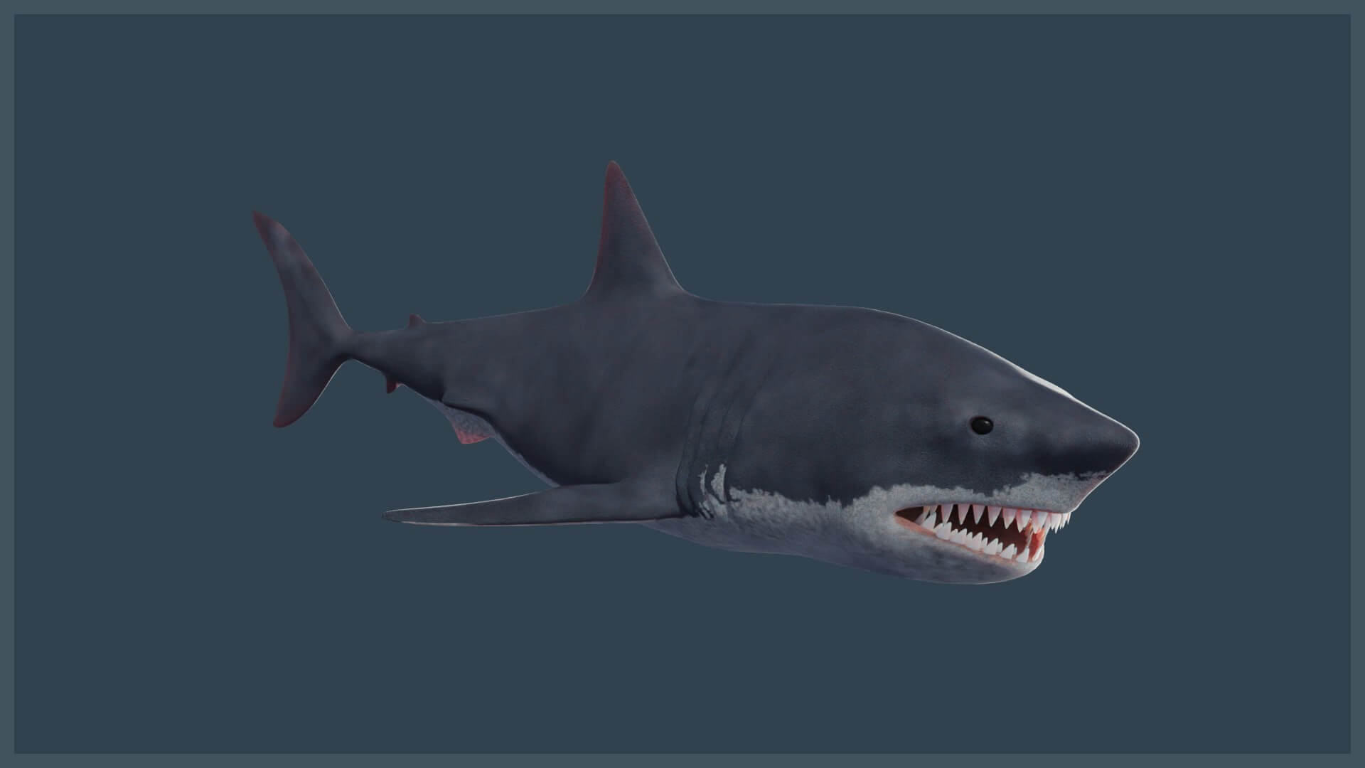 Great White Shark - 3D Model by Pig Scales Studio
