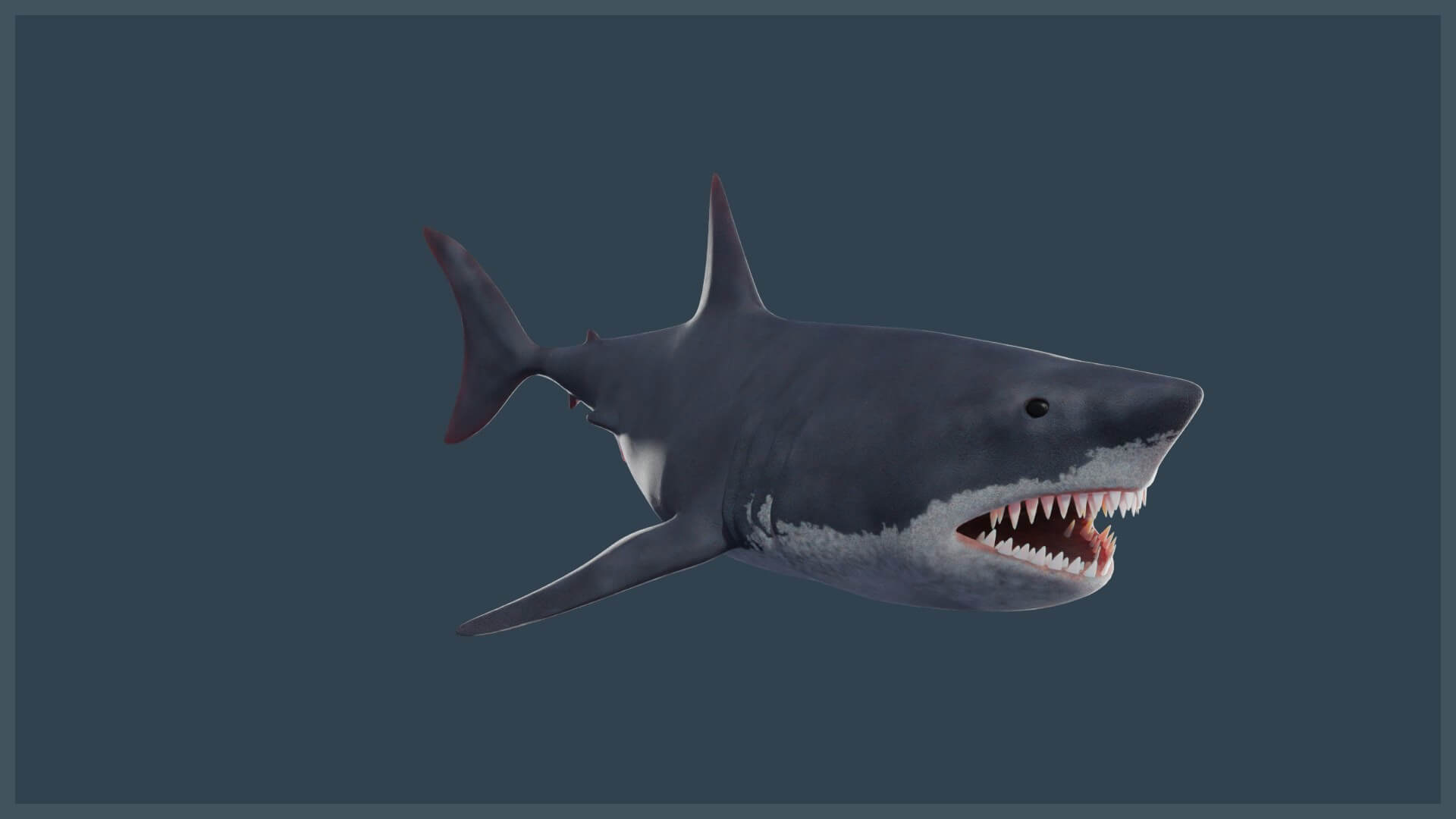 Great White Shark - 3D Model by Pig Scales Studio