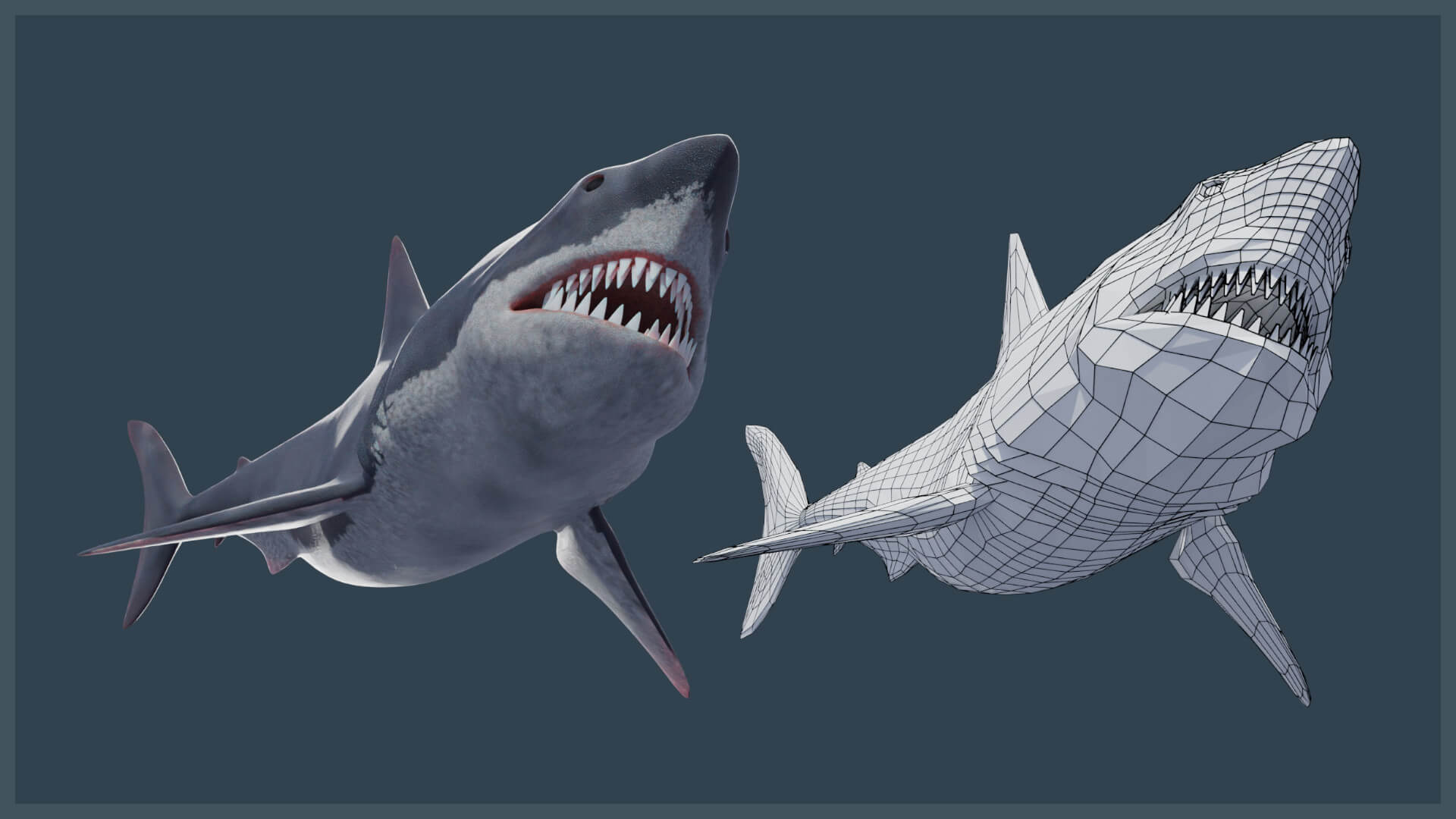 Great White Shark - 3D Model by Pig Scales Studio