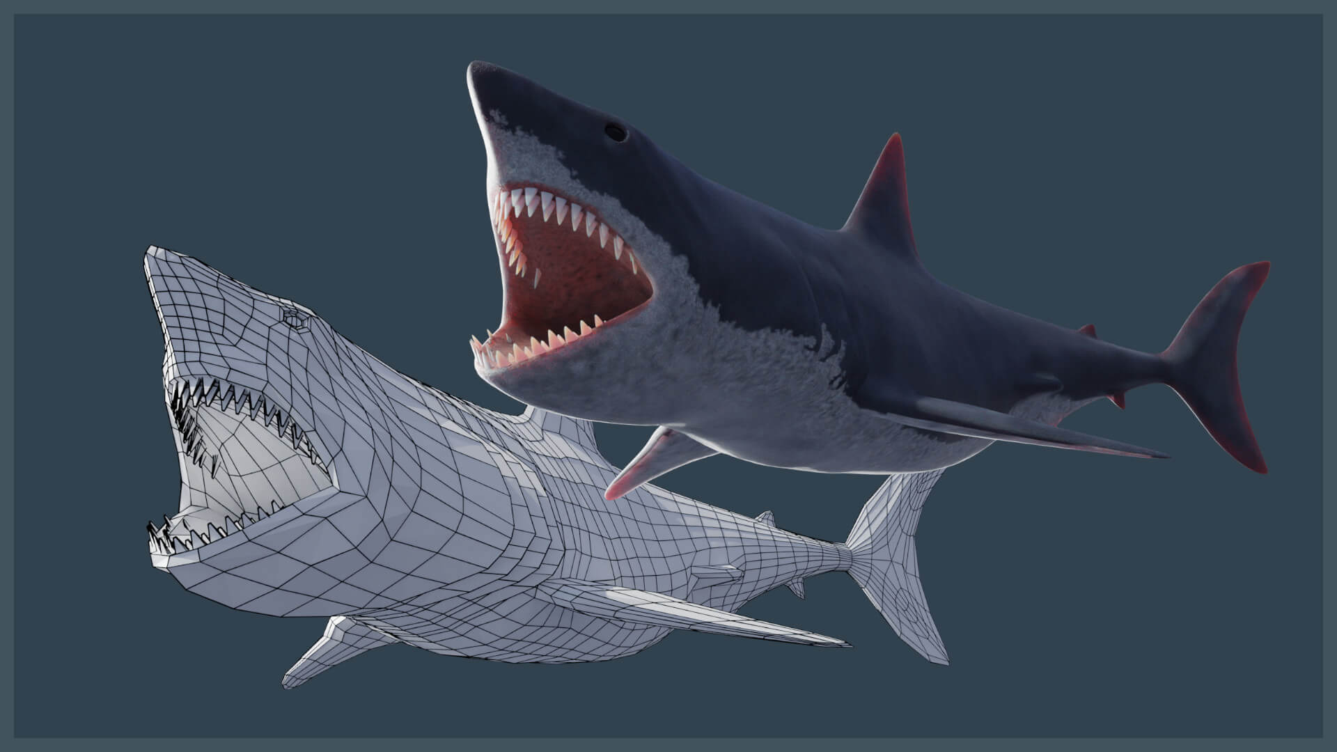 Great White Shark - 3D Model by Pig Scales Studio