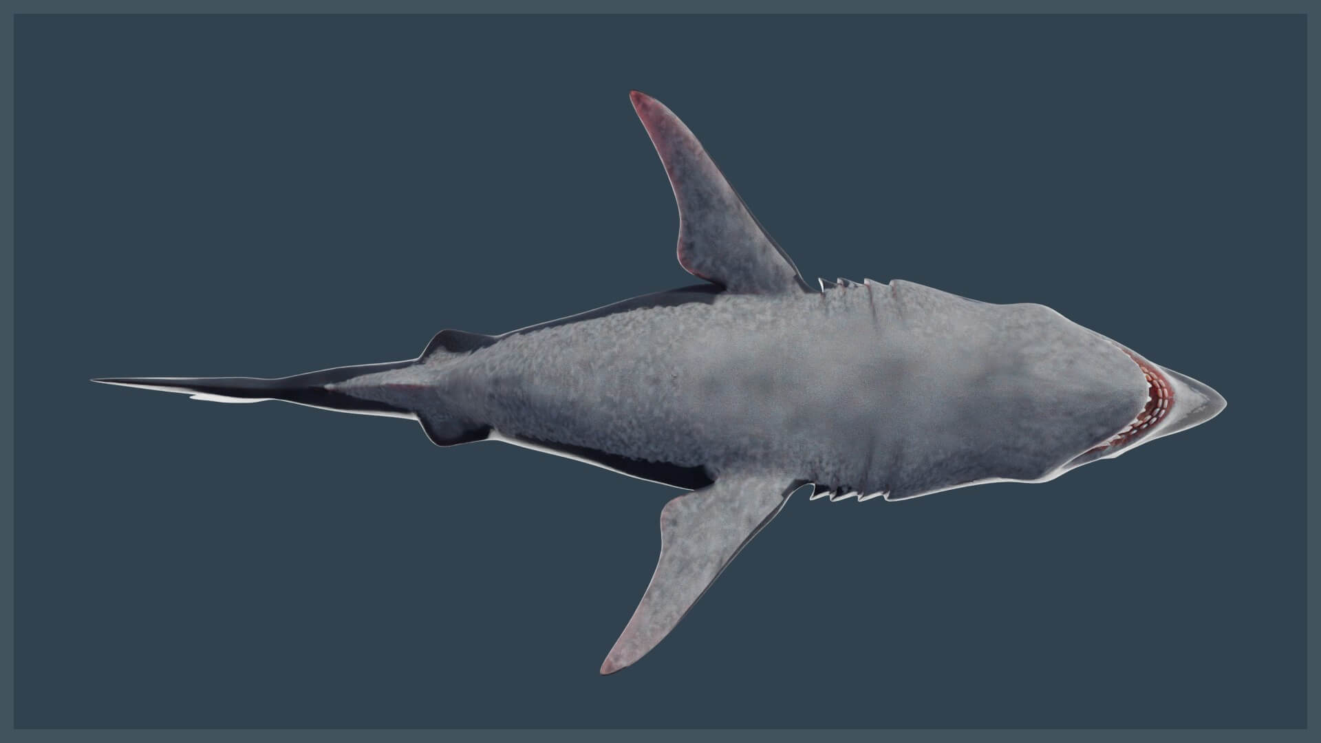 Great White Shark - 3D Model by Pig Scales Studio