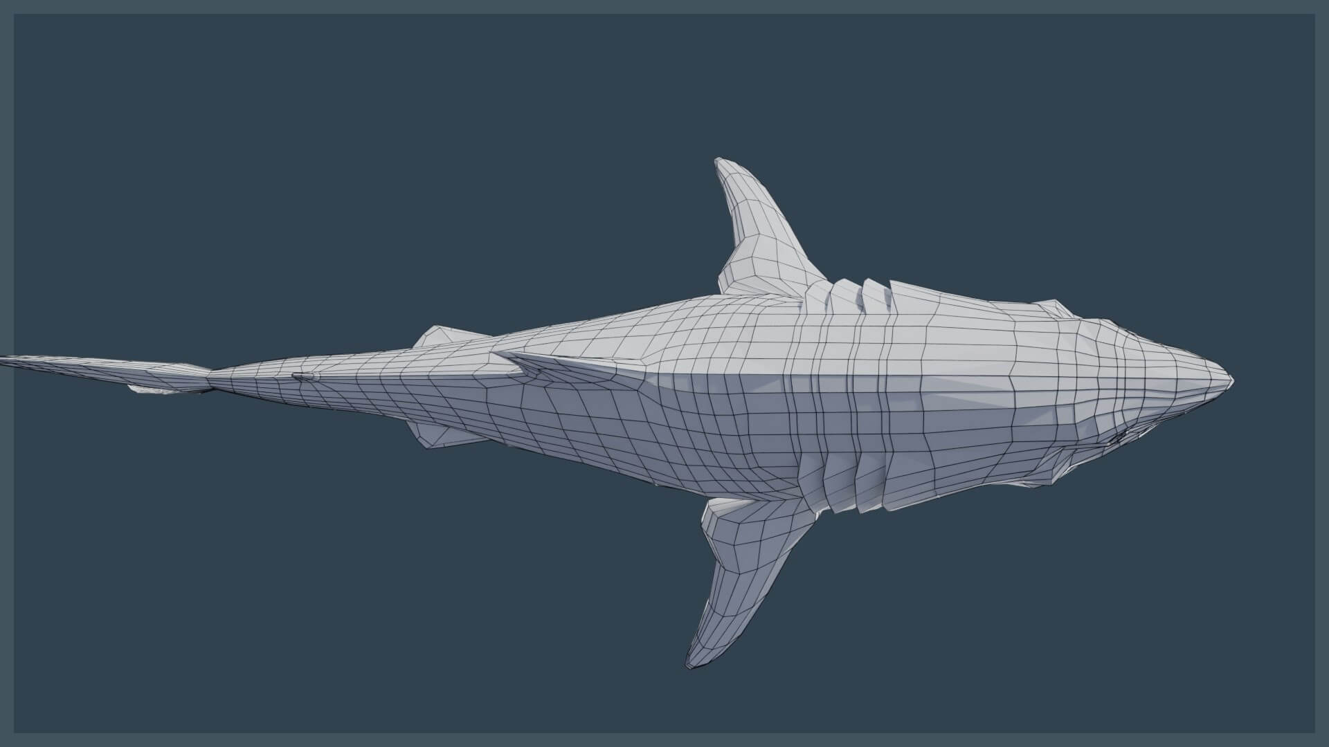 Great White Shark - 3D Model by Pig Scales Studio