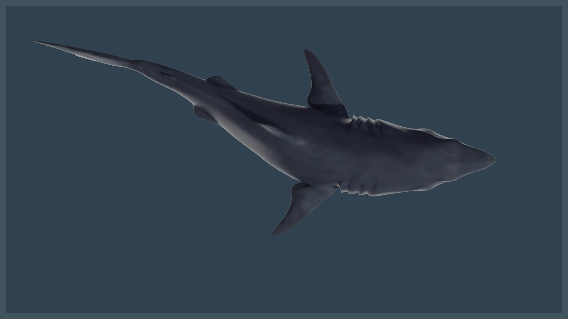 Great White Shark - 3D Model by Pig Scales Studio