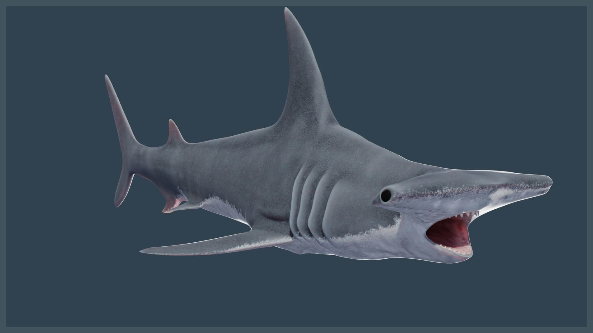 Hammerhead Shark - 3D Model by Pig Scales Studio