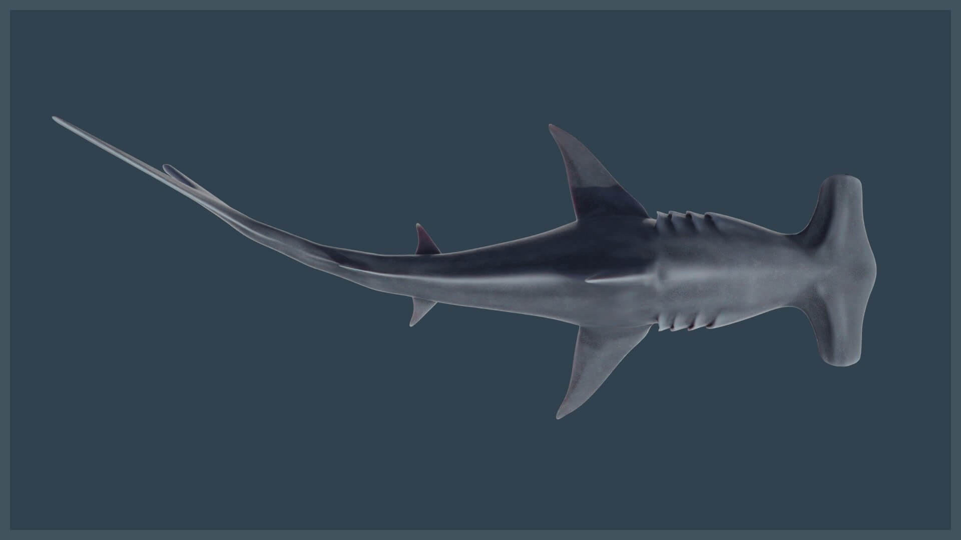 Hammerhead Shark - 3D Model by Pig Scales Studio