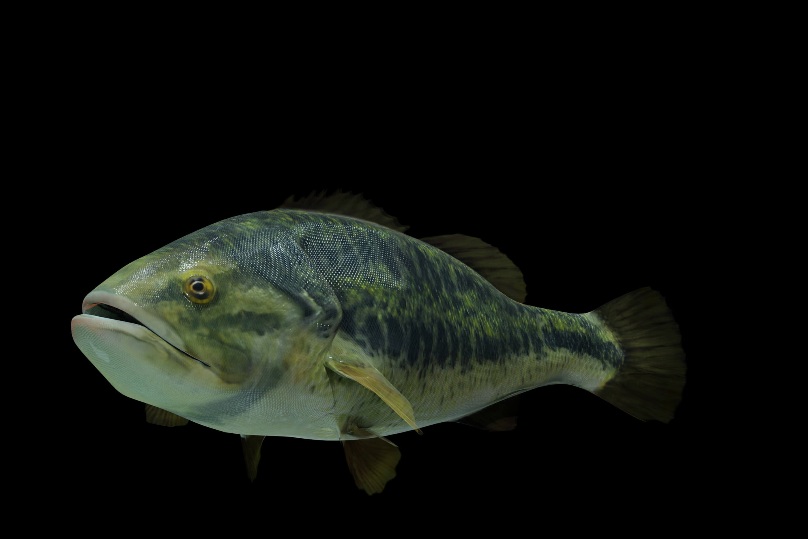 Animated Largemouth Bass - 3D Model by Pig Scales Studio