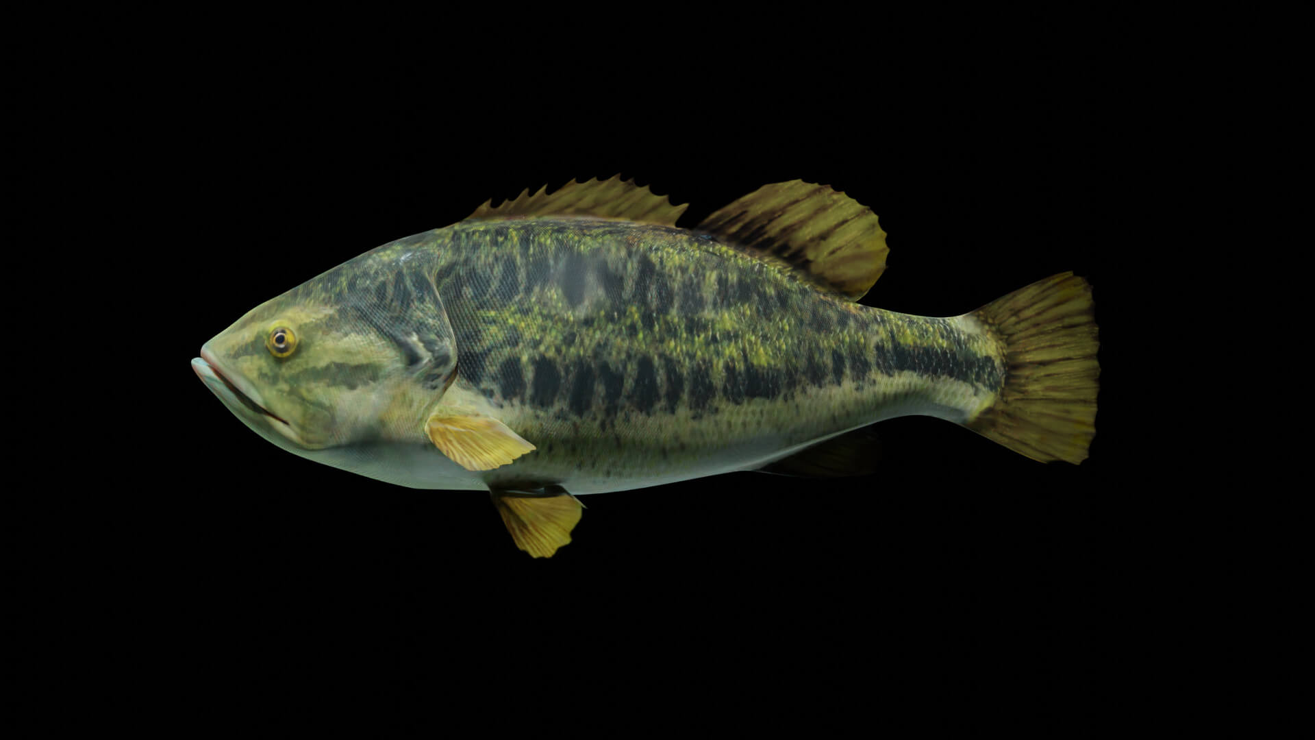Animated Largemouth Bass - 3D Model by Pig Scales Studio