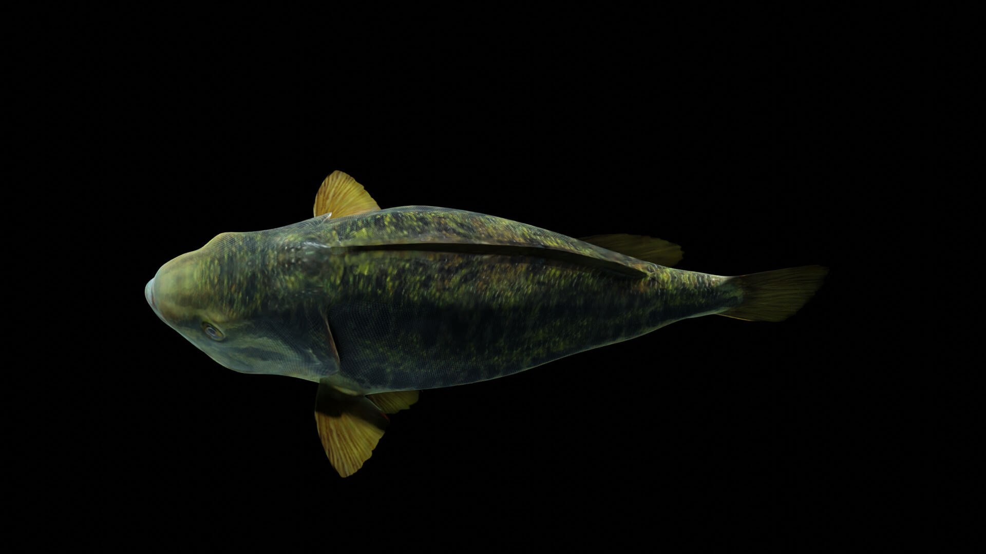 Animated Largemouth Bass - 3D Model by Pig Scales Studio