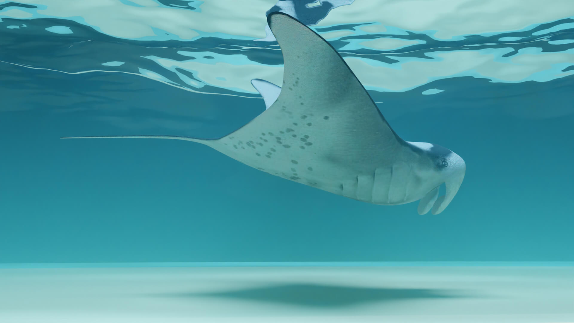 Animated Manta Ray - 3D Model by Pig Scales Studio