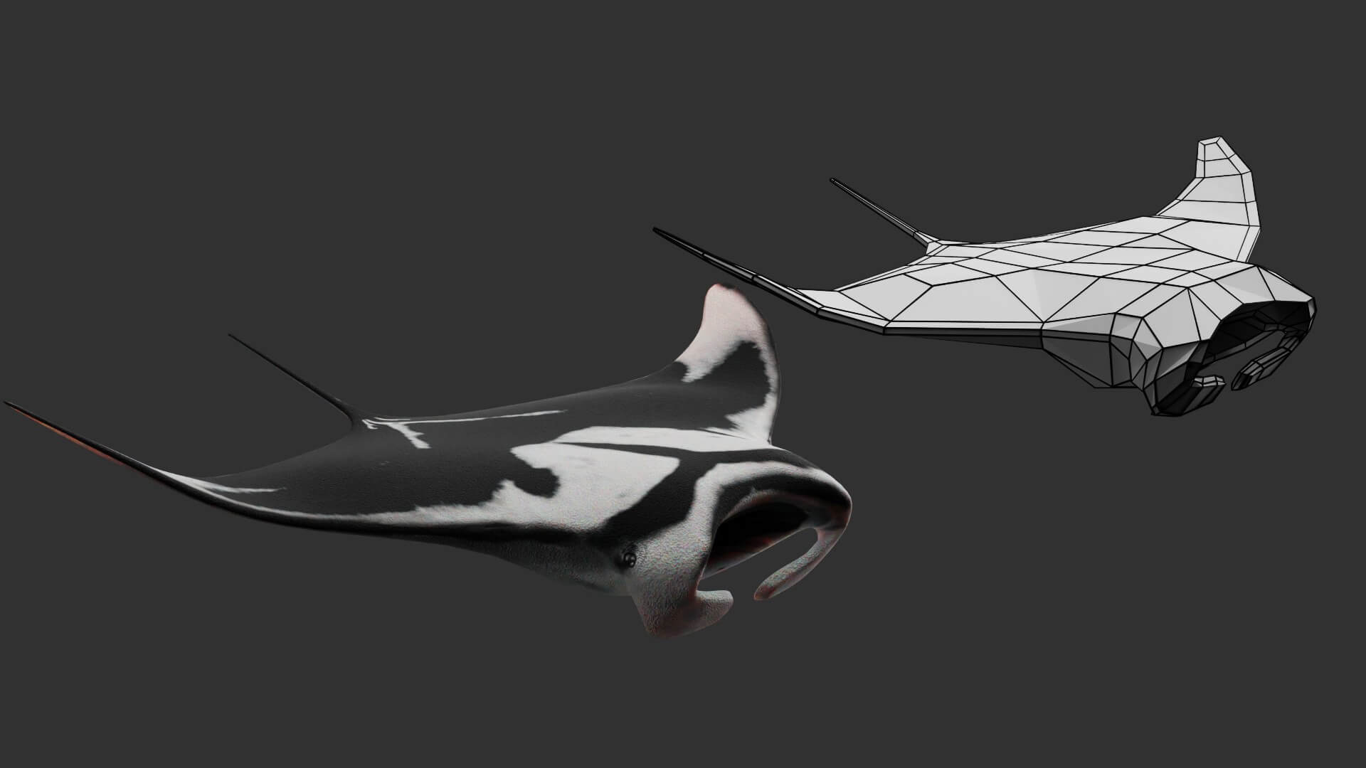 Animated Manta Ray - 3D Model by Pig Scales Studio