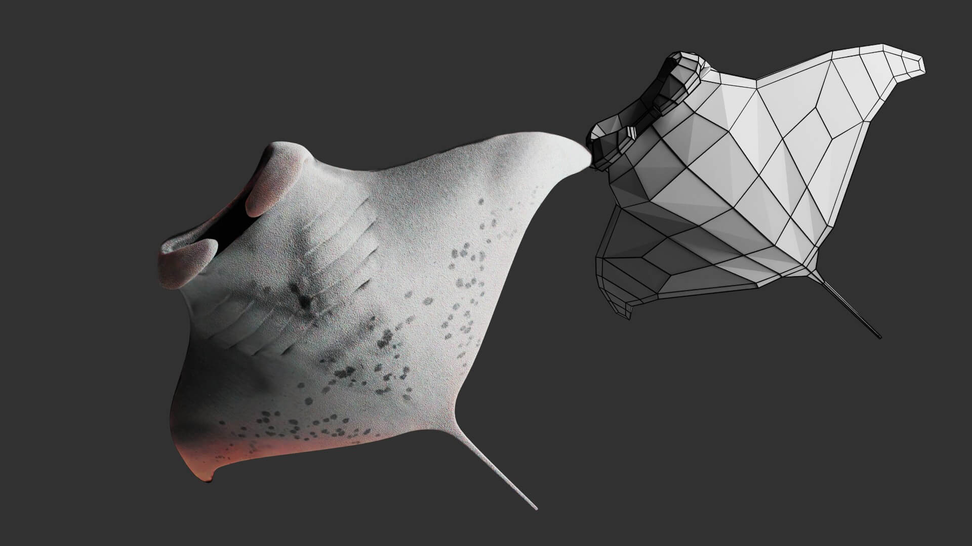 Animated Manta Ray - 3D Model by Pig Scales Studio