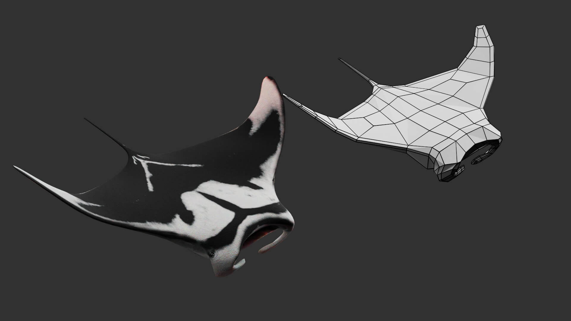 Animated Manta Ray - 3D Model by Pig Scales Studio