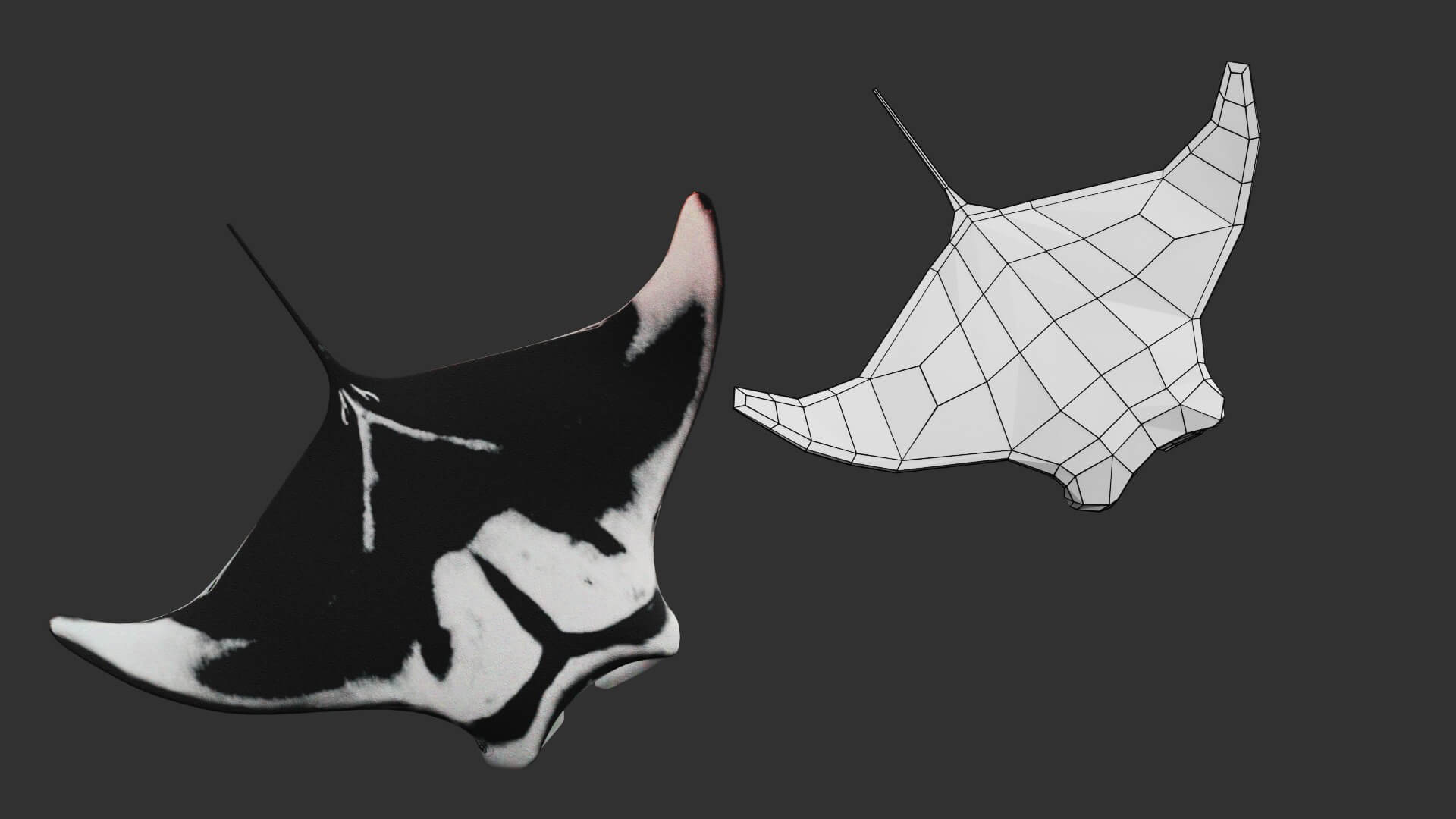 Animated Manta Ray - 3D Model by Pig Scales Studio