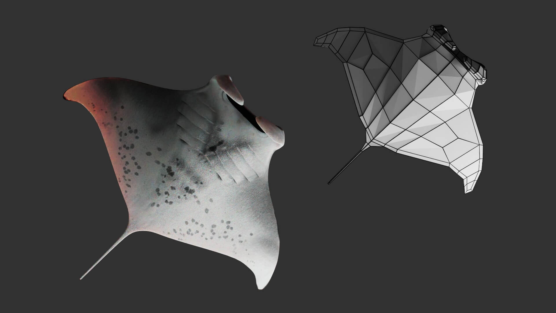Animated Manta Ray - 3D Model by Pig Scales Studio