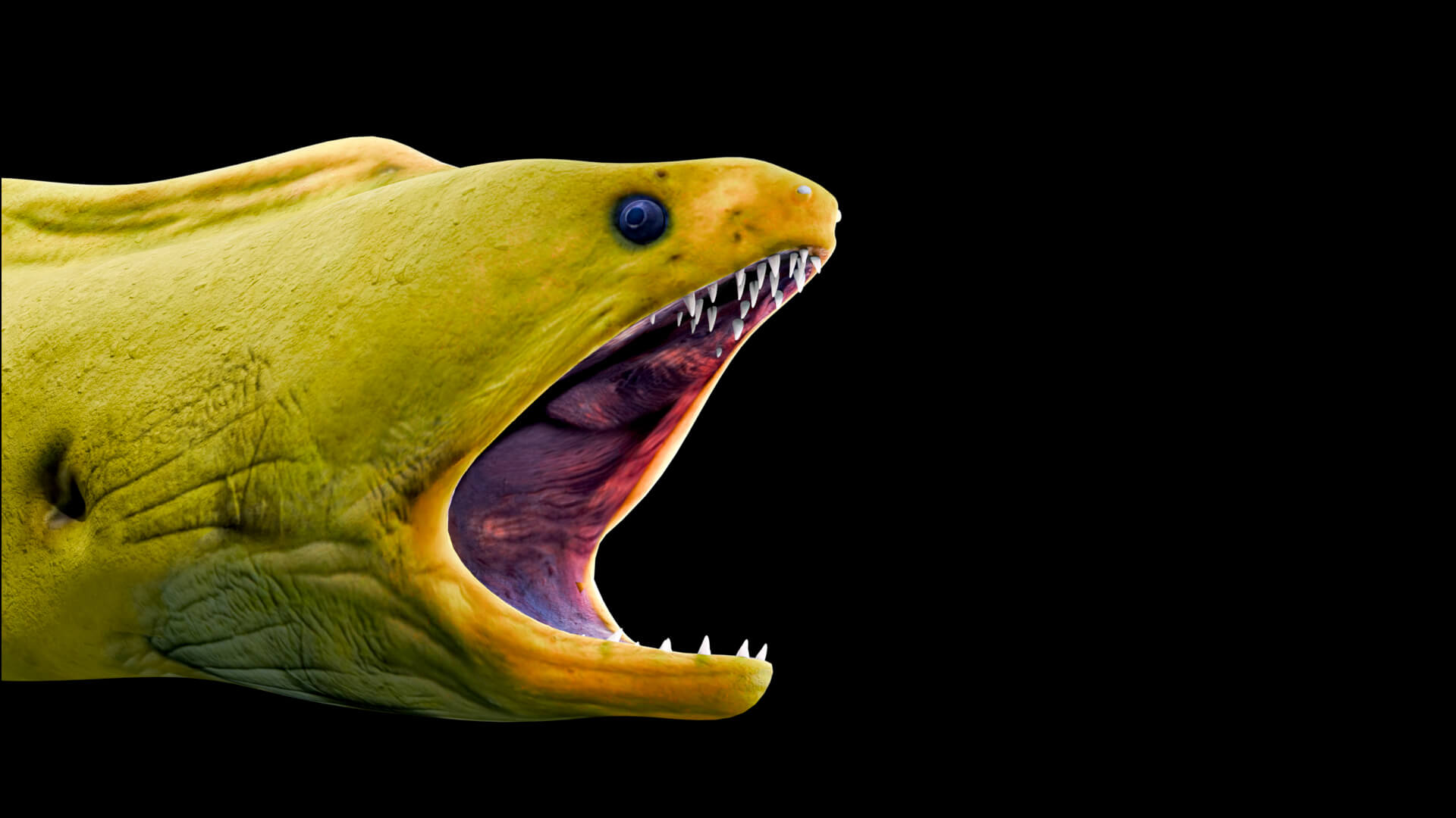 Animated Moray Eel - 3D Model by Pig Scales Studio