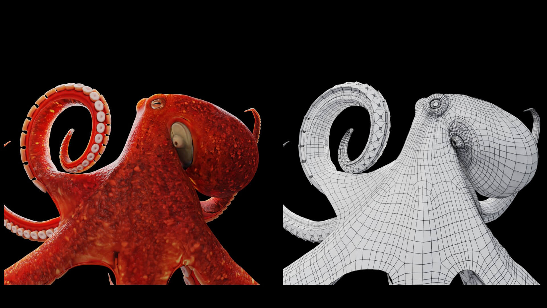 Animated Octopus - 3D Model by Pig Scales Studio