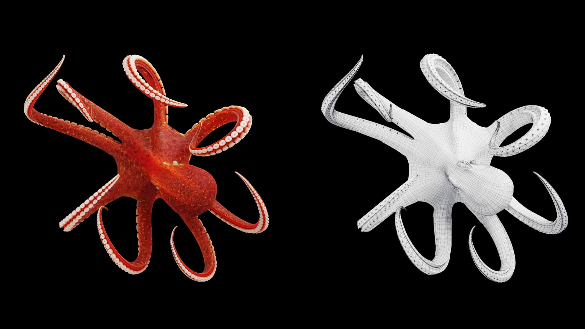 Animated Octopus - 3D Model by Pig Scales Studio