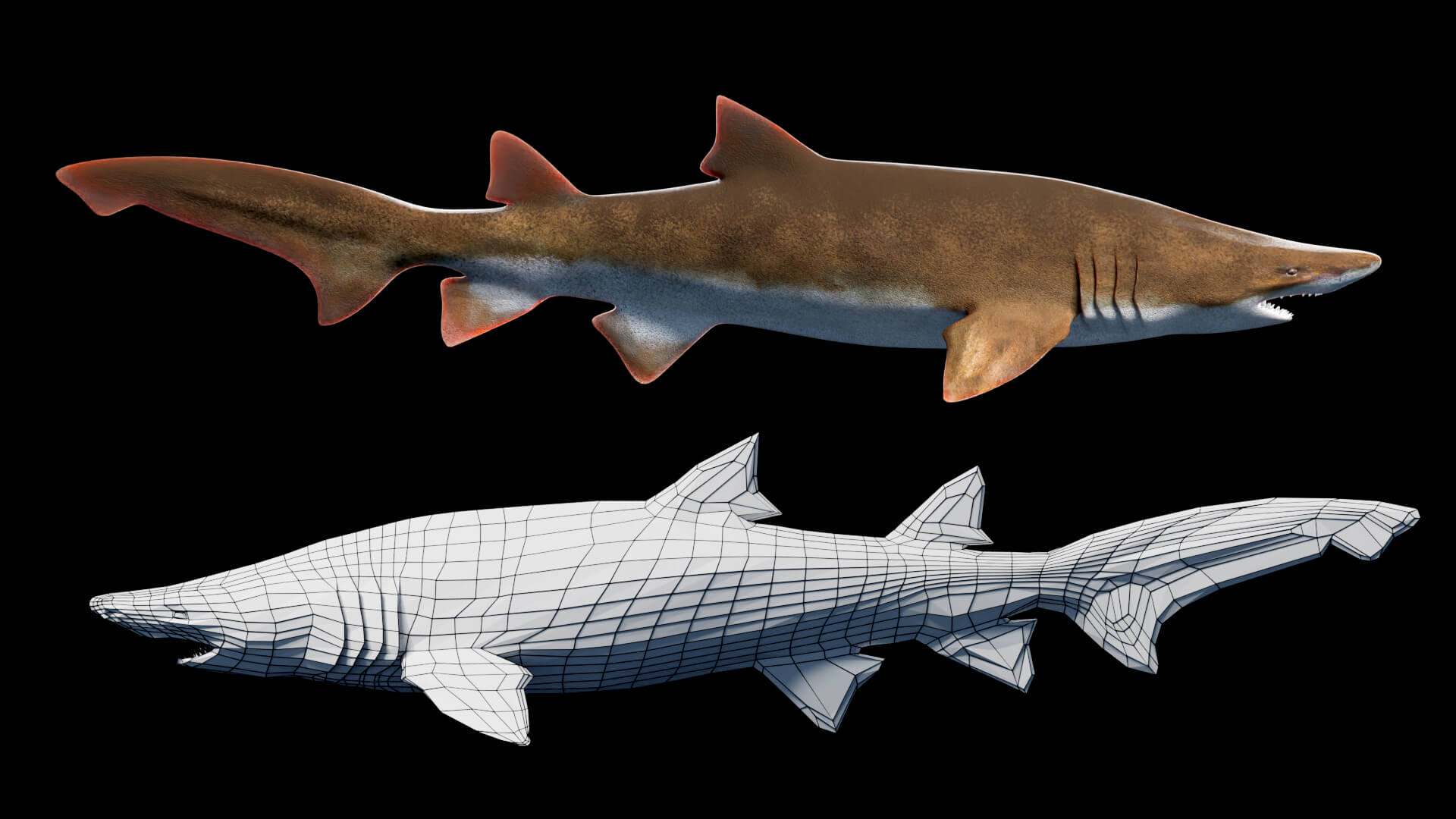 Animated Sand Tiger Shark - 3D Model by Pig Scales Studio