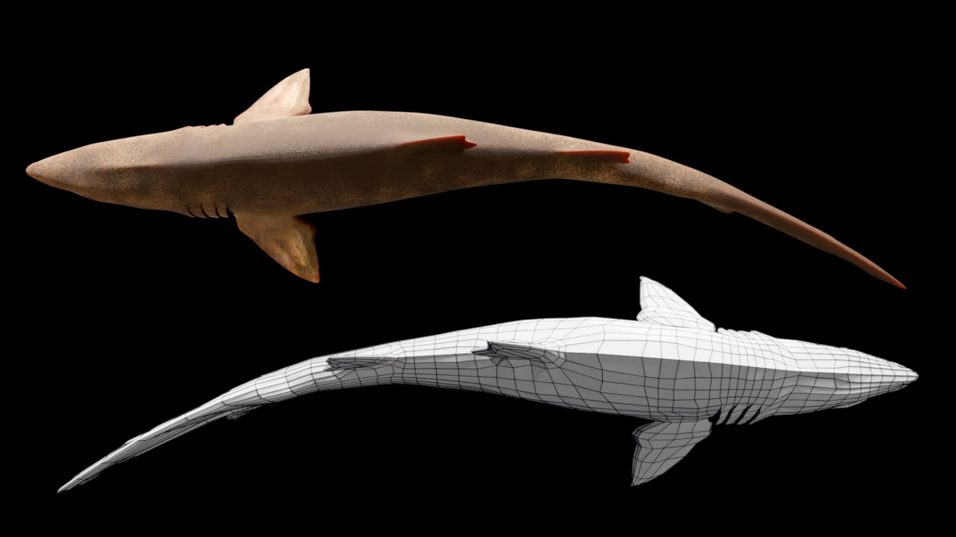 Animated Sand Tiger Shark - 3D Model by Pig Scales Studio