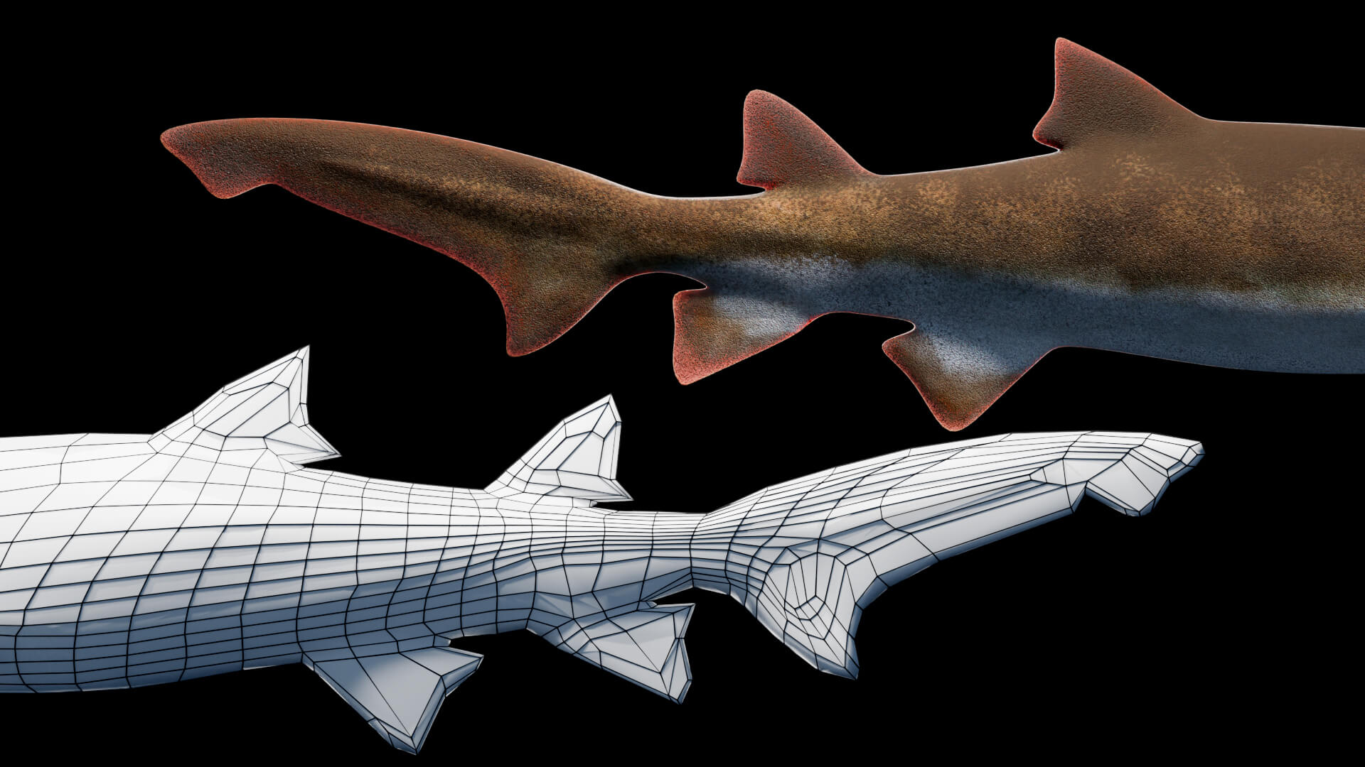 Animated Sand Tiger Shark - 3D Model by Pig Scales Studio