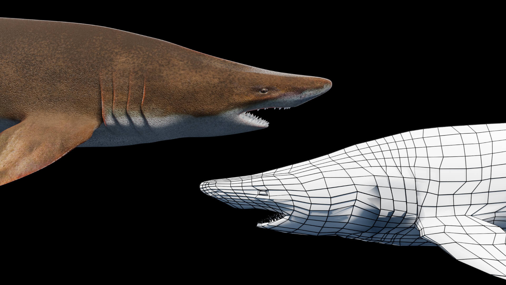 Animated Sand Tiger Shark - 3D Model by Pig Scales Studio