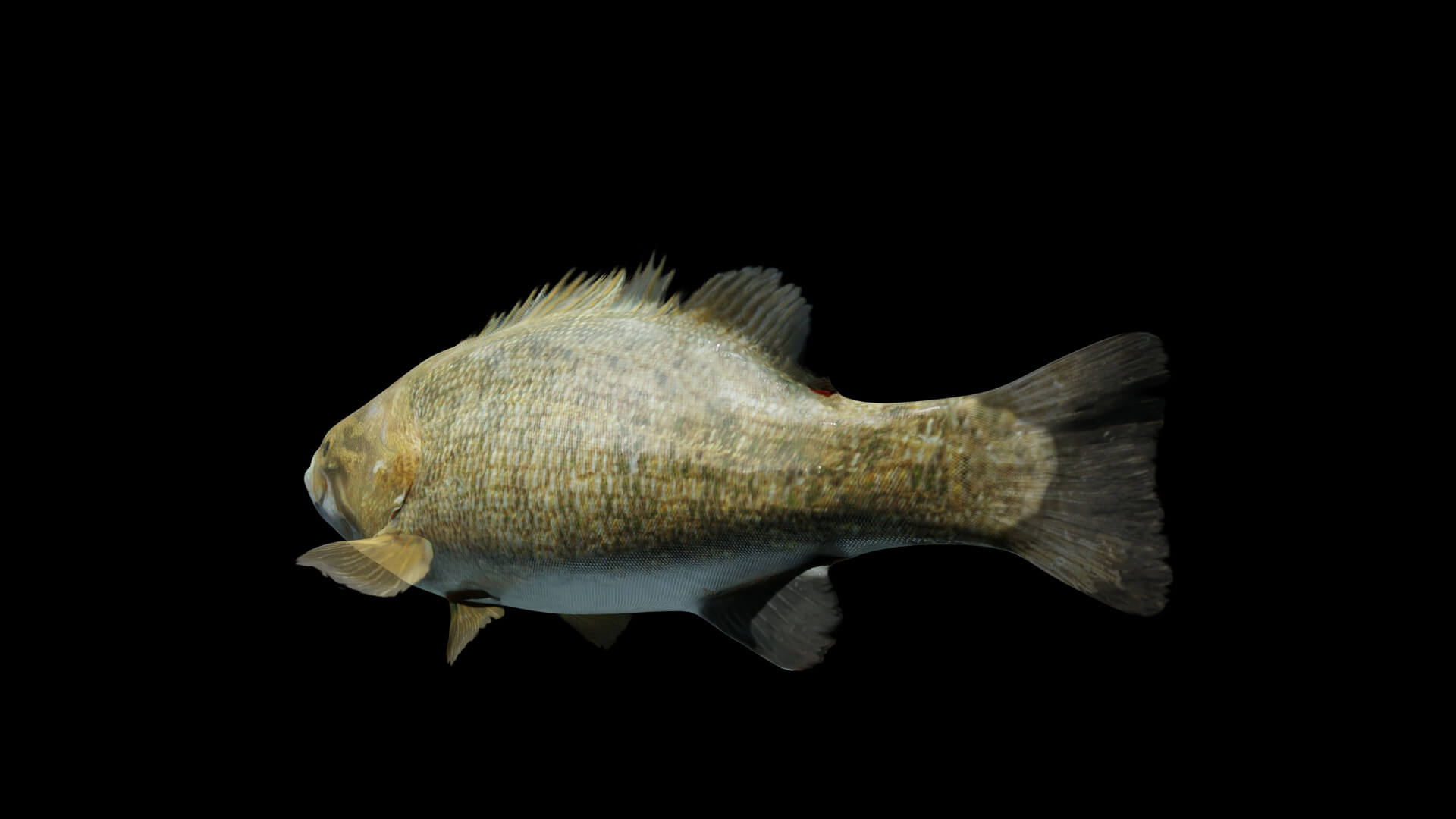 Animated Smallmouth Bass - 3D Model by Pig Scales Studio